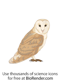 Free Barn owl (Tyto alba) Icons, Symbols & Images | BioRender