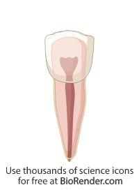 Free Primary incisor (labial view, microCT) Icons, Symbols & Images ...