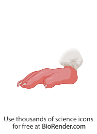 Free Mouse foot (lateral, back paw, inflamed) Icons, Symbols & Images ...