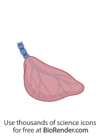 Free Mouse lungs (lateral) 2 Icons, Symbols & Images | BioRender