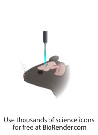 Free Optogenic stimulation (mouse head) Icons, Symbols & Images | BioRender