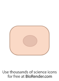 Free Cuboidal cell (rectangular) Icons, Symbols & Images | BioRender