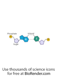 Free Bases pair (A-T interactions) Icons, Symbols & Images | BioRender