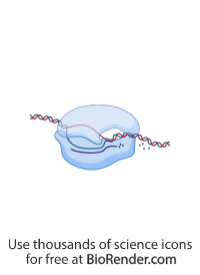Free RNA polymerase II (transcribing 3) Icons, Symbols & Images | BioRender