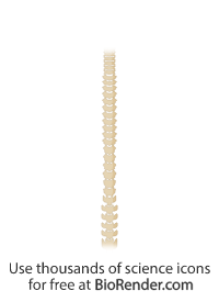 Free Rat vertebrae (spinal column, dorsal) Icons, Symbols & Images ...