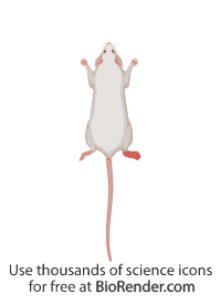 Free Rat (swollen paw, dorsal) Icons, Symbols & Images | BioRender