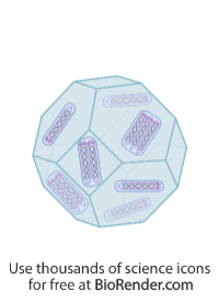 Free NPV (occlusion body) Icons, Symbols & Images | BioRender