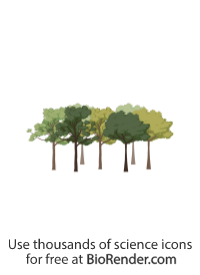 Free Forest (tropical, wet) Icons, Symbols & Images | BioRender