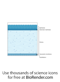 Free Corneal anatomy Icons, Symbols & Images | BioRender
