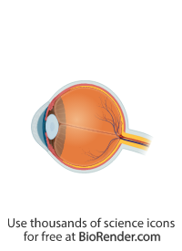 Free Eye (corneal edema, sagittal) Icons, Symbols & Images | BioRender