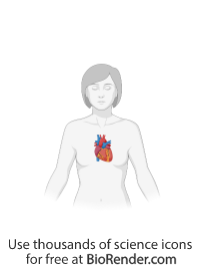 Free Heart (female) Icons, Symbols & Images | BioRender