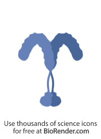 Free Insulin receptor (dimer) 2 Icons, Symbols & Images | BioRender