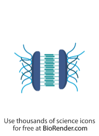 Free Desmosome Icons, Symbols & Images | BioRender