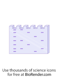 Free Gel electrophoresis (with bands) Icons, Symbols & Images | BioRender