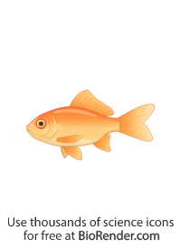 Free Goldfish Icons, Symbols & Images | BioRender