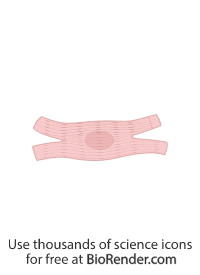 Free Cardiomyocyte (hypertrophy) Icons, Symbols & Images | BioRender