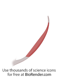 Free Muscular System Icons, Symbols & Images | BioRender