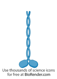 Free Kinesin-5 (dimer) Icons, Symbols & Images | BioRender