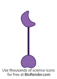 Free ATF6 Icons, Symbols & Images | BioRender