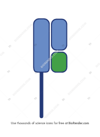 Free Neonatal Fc receptor (FcRn) Icons, Symbols & Images | BioRender
