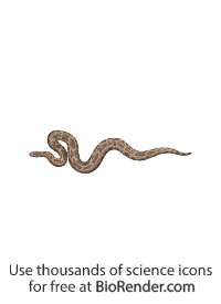Free Burmese python Icons, Symbols & Images | BioRender