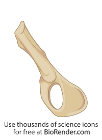 Free Mouse pelvis (lateral) Icons, Symbols & Images | BioRender