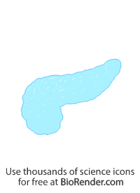 Free Pancreas (visceral peritoneum) Icons, Symbols & Images | BioRender