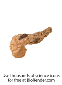 Free Pancreas (necrotic) Icons, Symbols & Images | BioRender