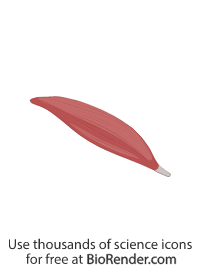 Free Muscle (generic) Icons, Symbols & Images | BioRender