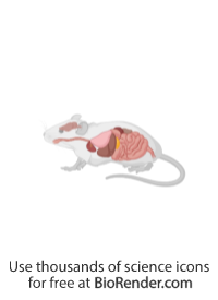 Free Mouse lateral (with organs) Icons, Symbols & Images | BioRender