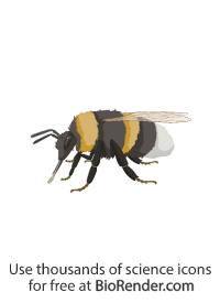 Free White-tailed bumblebee (Bombus lucorum) Icons, Symbols & Images ...