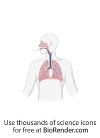 Free Bronchoscopy Icons, Symbols & Images | BioRender