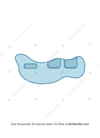 Free Ribosome (30s, with docking sites) Icons, Symbols & Images | BioRender