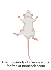 Free Mouse (supine, knee surgery) Icons, Symbols & Images | BioRender