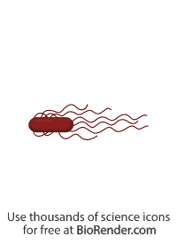 Free Salmonella Icons, Symbols & Images | BioRender