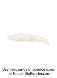 Free Schistocephalus solidus (adult) Icons, Symbols & Images | BioRender