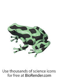 Free Xenopus oocyte Icons, Symbols & Images | BioRender