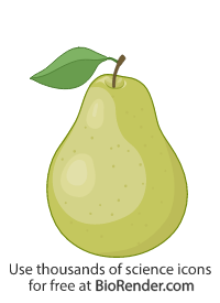 Free Pear Icons, Symbols & Images | BioRender
