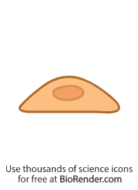 Free Olfactory ensheathing cell Icons, Symbols & Images | BioRender