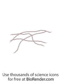 Free Powdery mildew (hyphae) Icons, Symbols & Images | BioRender