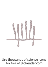Free Powdery mildew (conidia) Icons, Symbols & Images | BioRender