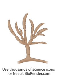 Free Fusarium Icons, Symbols & Images | BioRender