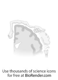 Free Homunculus (primary motor cortex, on brain) Icons, Symbols ...