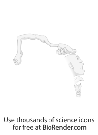 Free Homunculus (primary motor cortex) Icons, Symbols & Images | BioRender