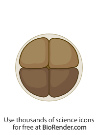 Free Western toad (Anaxyrus boreas) Icons, Symbols & Images | BioRender