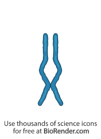 Free TPO receptor (active) Icons, Symbols & Images | BioRender