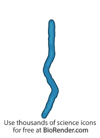 Free TPO receptor (active, monomer) Icons, Symbols & Images | BioRender