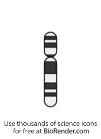 Free Human karyotype (chromosome 10) Icons, Symbols & Images | BioRender