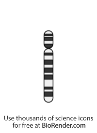 Free Human karyotype (chromosome 5) Icons, Symbols & Images | BioRender