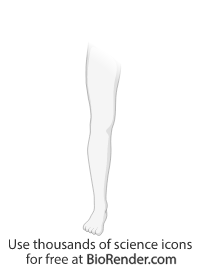 Free Leg (anterior) Icons, Symbols & Images | BioRender